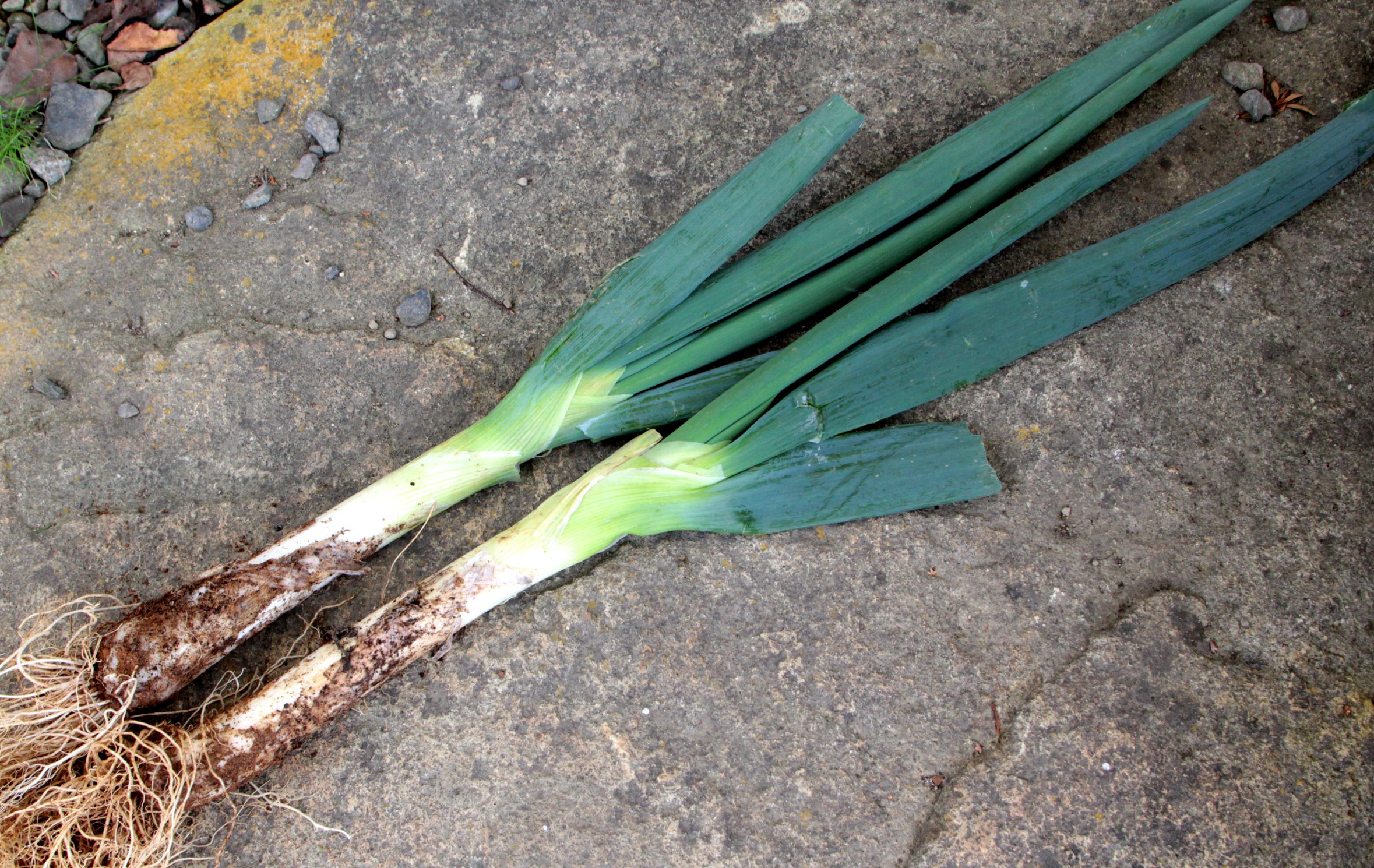 Hida ippon futo negi (fat leek) - The Ultimates of Gifu