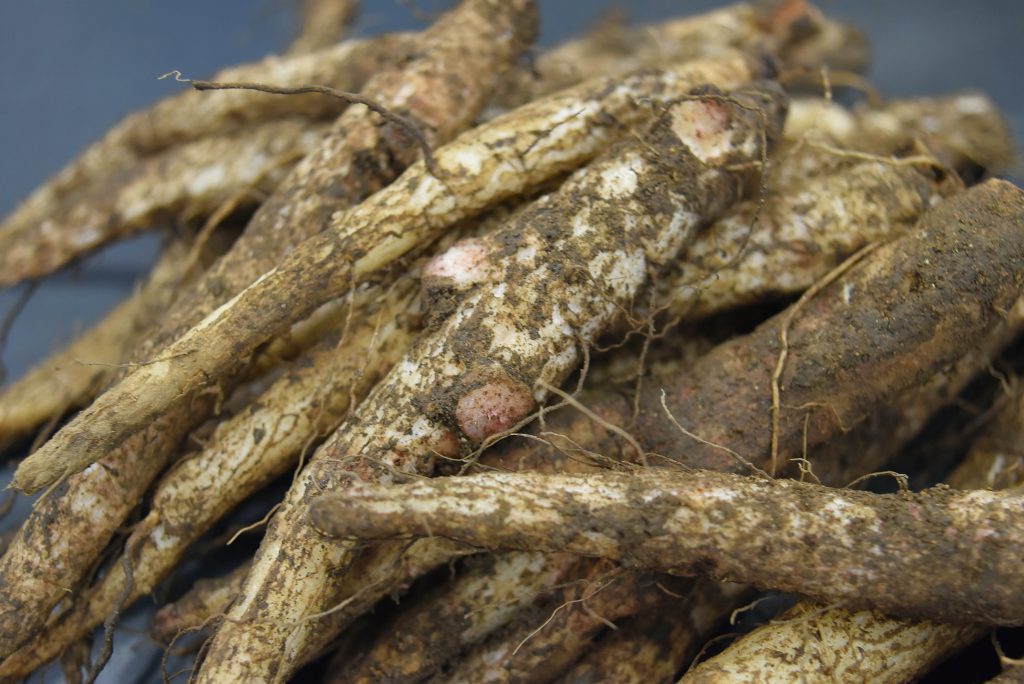 kiku gobou (root vegetable) - The Ultimates of Gifu